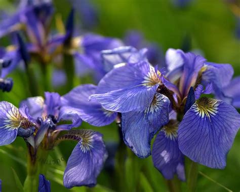 Iris Setosa Borstelige Iris Paars Tuinplantenwinkelnl