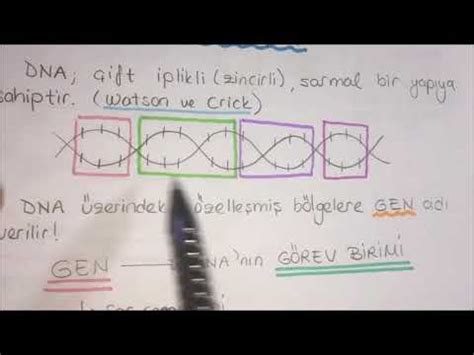 Explanation Of DNA And The Genetic Code Strappack