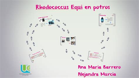 Rhodococcus Equi En Potros By Ana Maria Barrero On Prezi