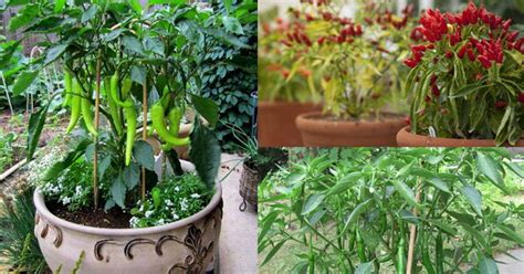 Chili Pepper Garden At Patricia Kelly Blog