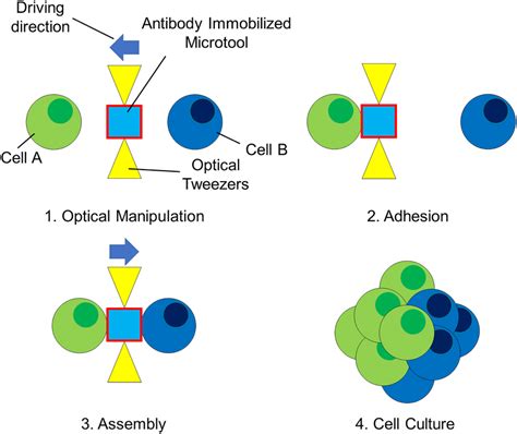 Cell Manipulation And Assembly Using An Optically Driven Microtool With