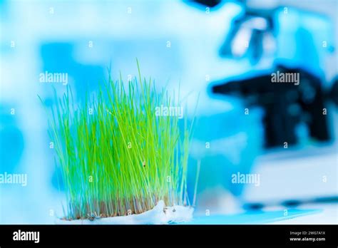 Investigating The Role Of Beneficial Bacteria In Promoting Plant Growth