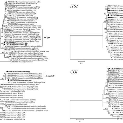Molecular Phylogenetic Analysis By Maximum Likelihood Method Based On Download Scientific