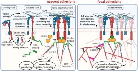 Schematic Overview Of Integrin Structures And Functions Note That This Download Scientific