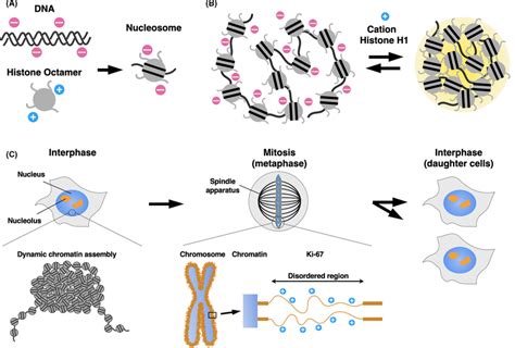 A Nucleosome Array Undergoes Llps A Dna Has A Negatively Charged