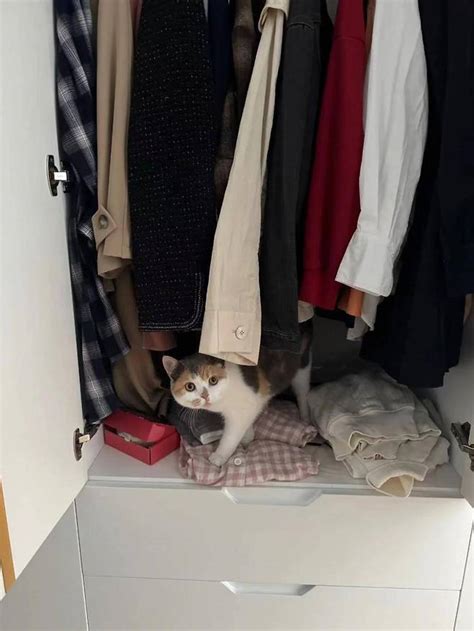 집 나간 줄 알고 식겁했네 옷장에서 꿀잠 자다 발견된 고양이 재미진