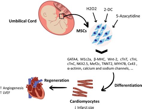The Differentiation Potential Of Umbilical Cord Mesenchymal Stem Cells Download Scientific