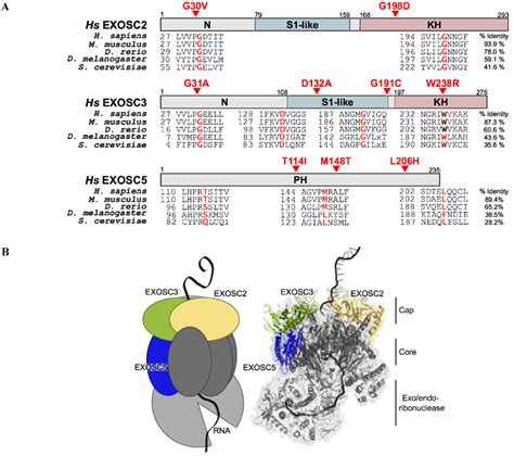 Figure 1 From Modeling Pathogenic Variants In The Rna Exosome Semantic Scholar