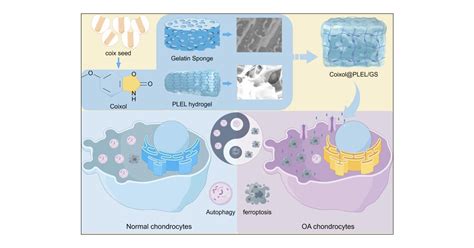 Coixol Loaded Hydrogels Promote Osteochondral Defect Repair Via Modulation Of Ferroptosis And