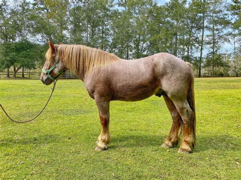 Strawberry Roan Brabantbelgian Triple Registered