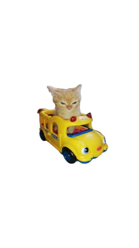 Pin By Ari 💞 On Your Pinterest Likes Silly Cats Pictures Cute Funny