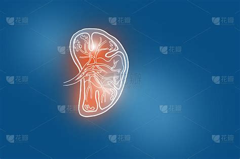 深蓝色背景上的人类脾脏手绘插图。