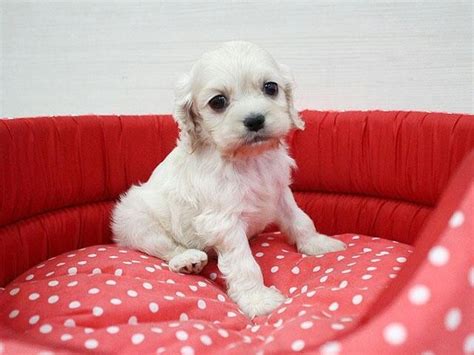 Bbs 애견분양 ※코카스파니엘분양 대형특수견전문