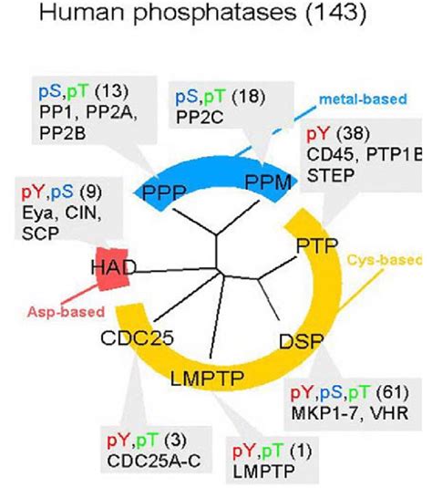 The Phosphatome There Are Approximately 143 Protein Phosphatases That