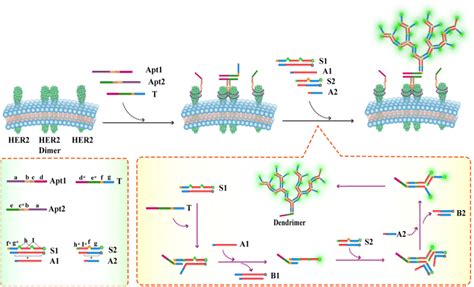 Schematic Representation Of The Amplified Imaging Of Her2 Dimerization Download Scientific