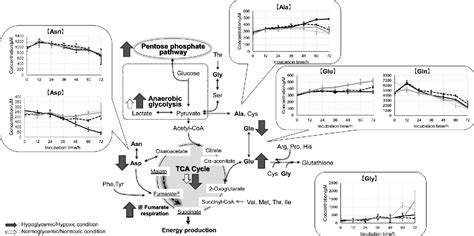 Figure 5 From Amino Acid Metabolomics Using Lc Ms Ms Assessment Of Cancer Cell Resistance In A