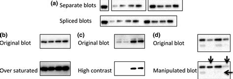 image de etoile imagej tutorial for western blot