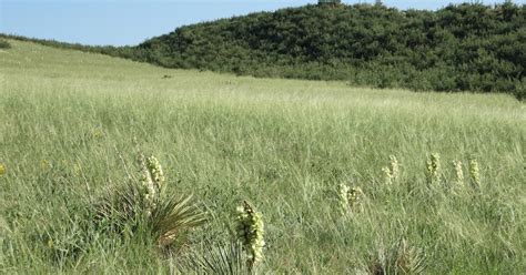 A Wandering Botanist Plant Story Small Soapweed Yucca Glauca