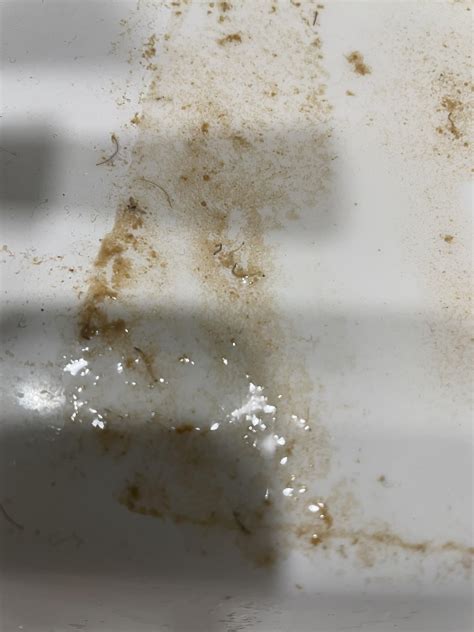These Creepy Little Worms Were Under A Dish On Our Sink That Hasnt
