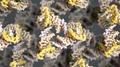 3d Dna Lattice Molecular Model Stock Image C056 5973 Science