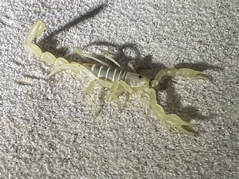 43 Types Of Scorpions In Arizona Pictures And Identification