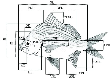 Body Measurements Of External Morphology Used In Morphometrics And