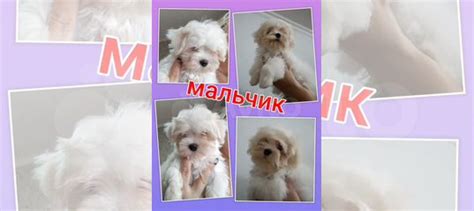 Мальтийская болонка мальчики купить в Сочи Животные и зоотовары Авито