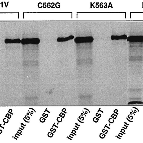 Interaction Of Wild Type And Mutated Ar Proteins With Cbp In Vitro