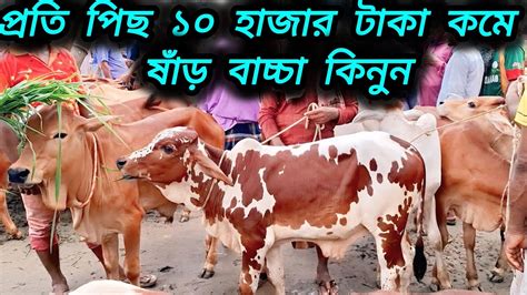 ২৫ সেপ্টেম্বর ২৪ হাট শেরা শাহিওয়াল গীর জাতের ষাঁড় গরুর লটে ও সিংগেল দাম দর জানুন পাঁচবিবি