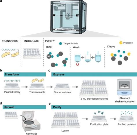 The Authors Of Enabling High Throughput Enzyme Discovery And Engineering With A Low Cost Robot