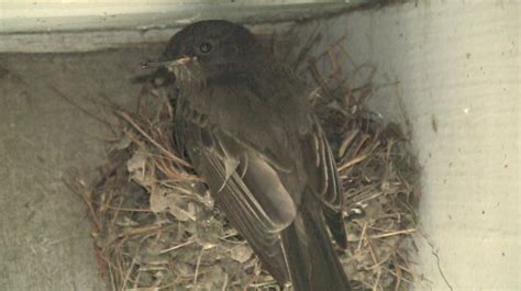 Nature Gardens Nhm L A S Urban Nature Eggs Hatch In Black Phoebe Nest