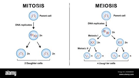 Meiosis Interphase