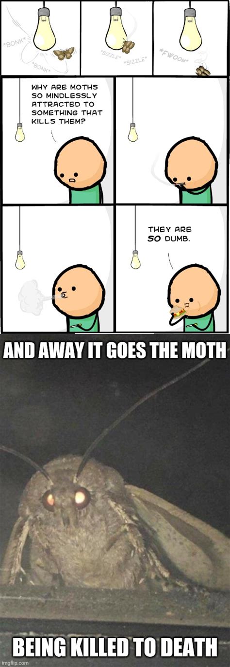 Killer Moth Meme At Max Wroblewski Blog