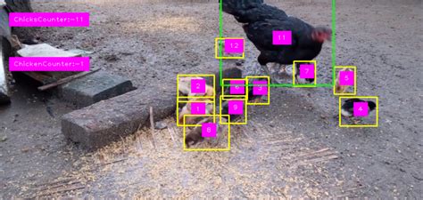 chick and chicken detection and counting system pyresearch