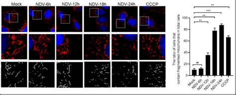 重磅！上海兽医所研究揭示新城疫病毒操控宿主能量代谢重编程的新机制 线粒体