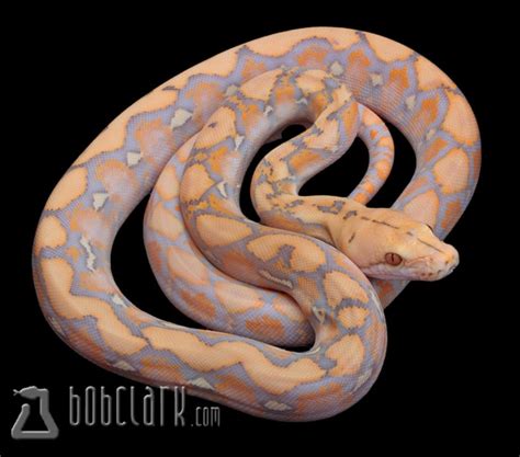 Purple Albino Reticulated Python By Bob Clark Reptiles