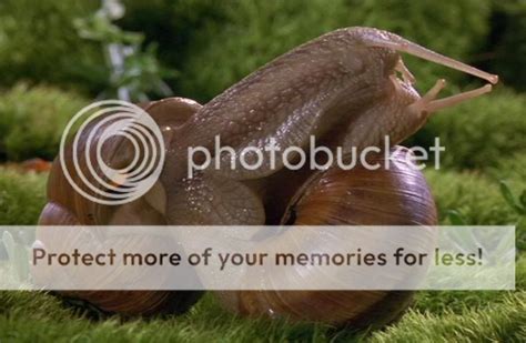 I Asked My Friend How Snails Have Sex This Is What I Got In Response R Pics