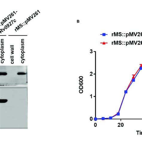 Subcellular Localization And Bacterial Growth A Cell Download