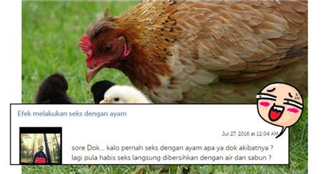 Bocah Ini Bertanya Akibat Seks Dengan Ayam Jawaban Dokter Bikin Kaget