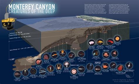 Underwater Canyon Monterey Bay
