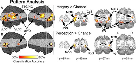 Population Coding During Visual Imagery And Perception A Searchlight