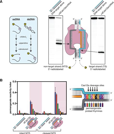 Figures And Data In Crispr Cas12a Exploits R Loop Asymmetry To Form Double Strand Breaks Elife
