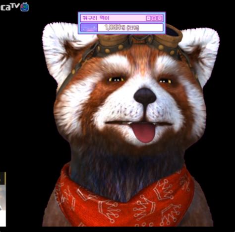 아프리카 너구리 3대장 숲 Soop 에펨코리아