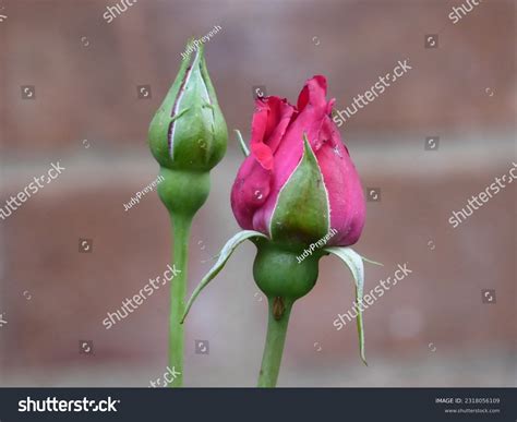 Kniphoria Sepal Photos Images And Pictures