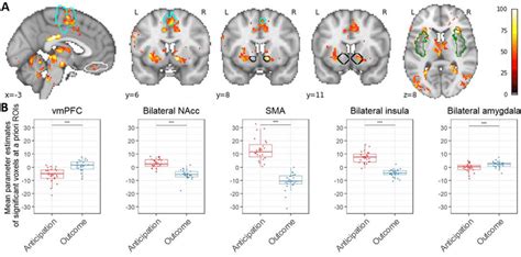 Main Effects Of Phase And Post Hoc Comparisons In A Priori Rois Cyan
