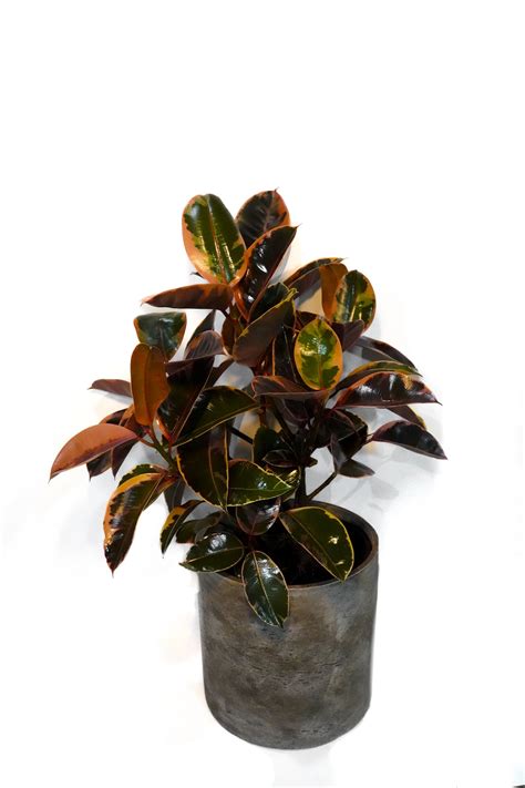 Ficus Ruby Manly Flower Boutique Shop