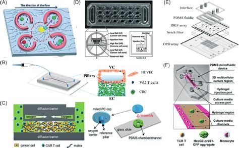 Microfluidic Examples Of Immune Cell Mediated Cytotoxicity A Adapted Download Scientific