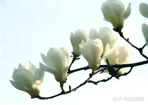 卜算子·玉兰花 知乎