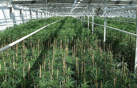 A Complete Guide To Drying And Curing Cannabis