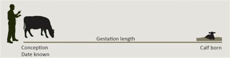 Gestation Length Angus Australia